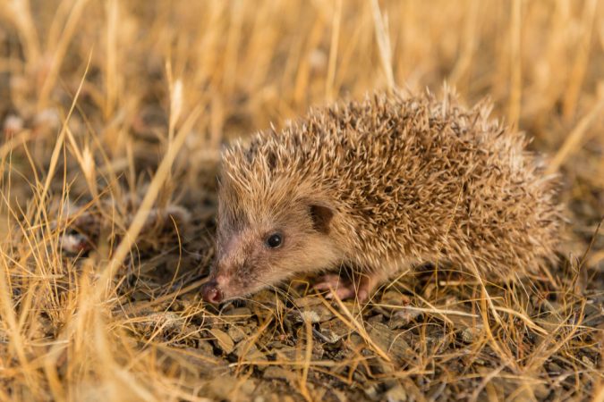 Ježek je největší spojenec každého zahradníka. Likviduje nebezpečné ...