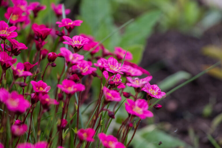 Barevné trvalky, které pokvetou až do podzimu. Bez slunečního svitu se ...